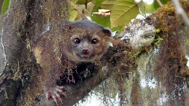 OLINGUITO, PRIMER DESCUBRIMIENTO DE ESPECIE CARNÍVORA EN LAS AMÉRICAS ...