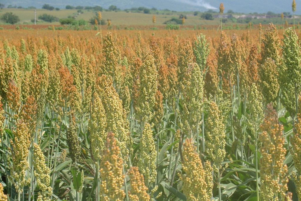 GARANTIZADA LA VENTA DE 90 MIL TONELADAS DE SORGO: SEDAGRO – Zona ...