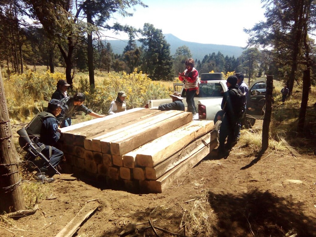 Aseguran madera de oyamel en el cerro del Capulín – Zona Centro Noticias