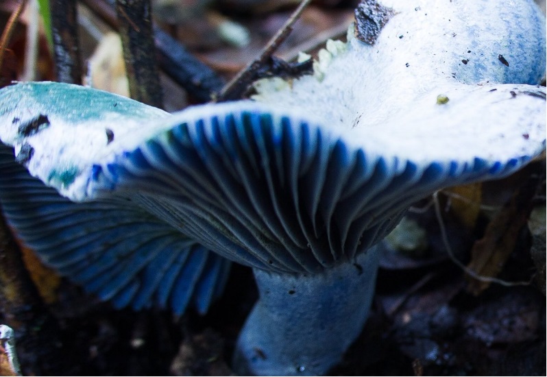El «Bosque de los Hongos Azules» en Cuernavaca, una opción para ...