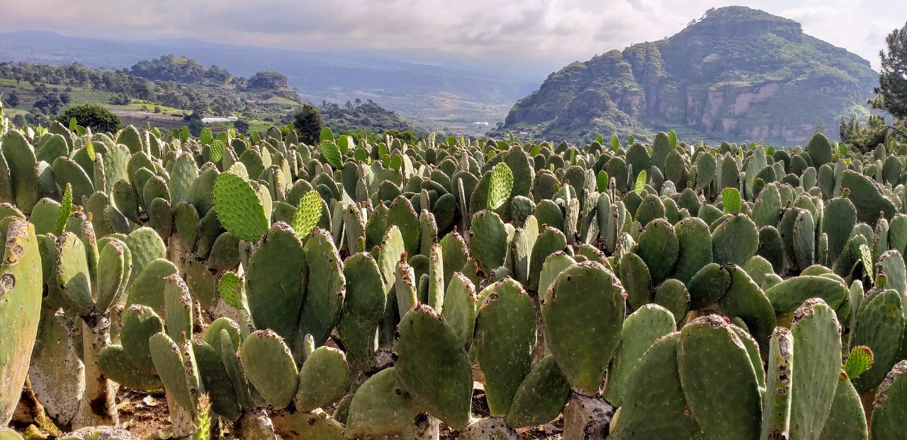 Busca Sedagro consolidar valor agregado del nopal – Zona Centro Noticias
