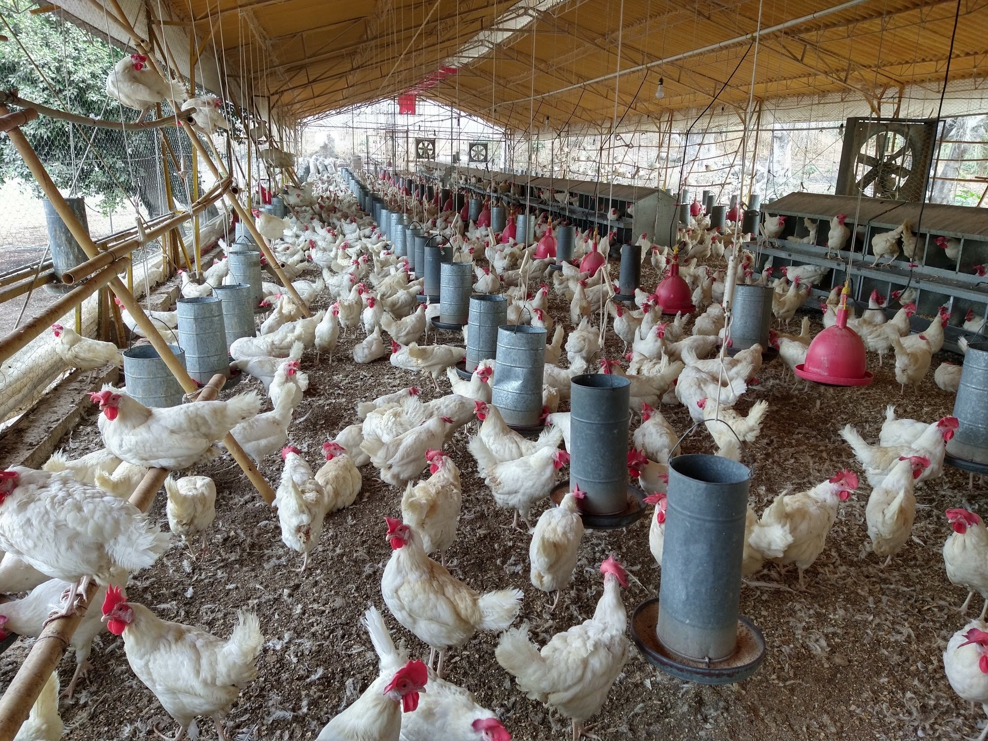 Recorren una granja de gallinas de libre pastoreo en Tlaltizapán – Zona ...
