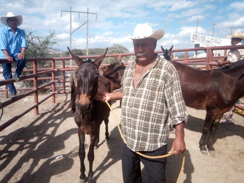 Entregan 50 mulas de carga a productores de Morelos – Zona Centro Noticias