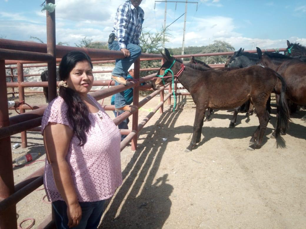 Entregan 50 mulas de carga a productores de Morelos – Zona Centro Noticias
