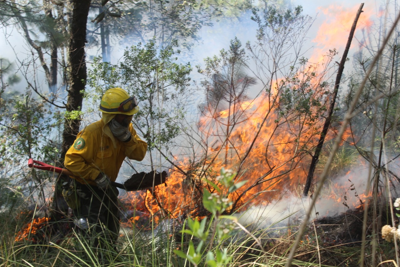 Refuerza Morelos acciones preventivas contra incendios forestales – Zona Centro Noticias