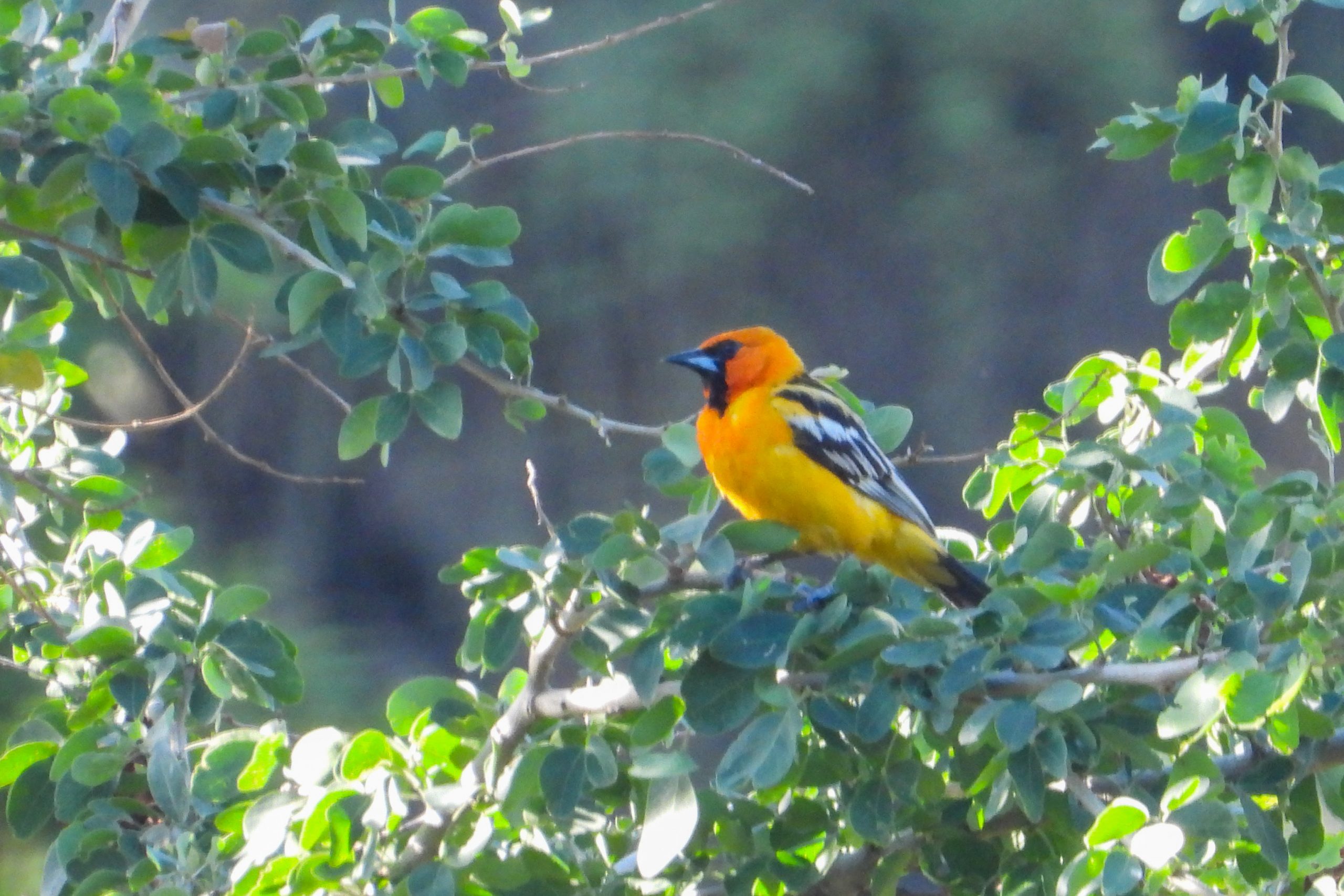 Durante la pandemia se vieron estas aves en Morelos, Pájaro Reloj ...